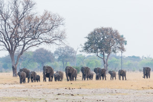 Elephant Migration in Hwange National Park