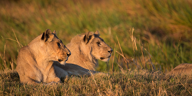 Predator Hierarchy | Southern African Safaris | Classic Africa
