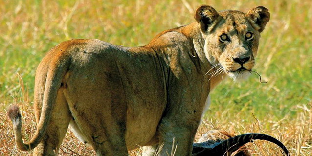 Lion Research in Kafue National Park | Best Luxury African Safaris ...