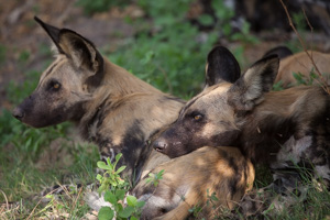 African Wild Dog Spatial Ecology in the Okavango Delta